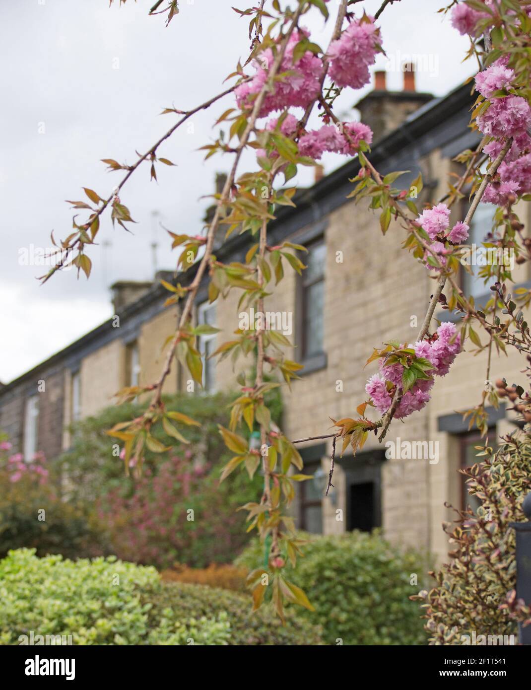A row of cottages in Summerseat, Lancashire photographed in spring ...
