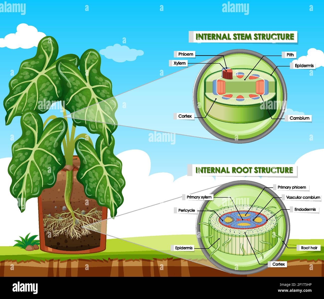 Diagram showing stem and root structure illustration Stock Vector Image ...