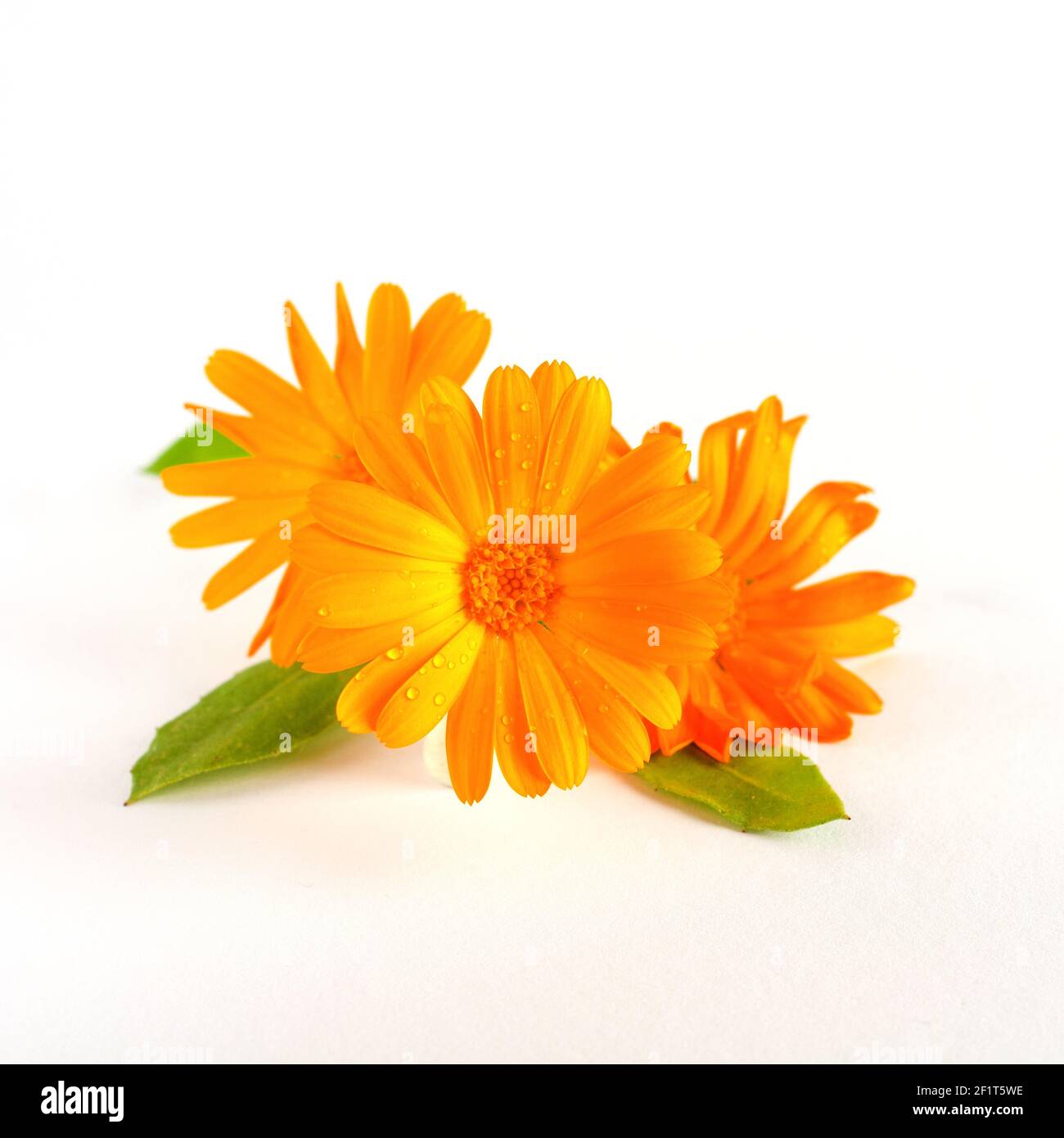 Calendula officinalis tea hi-res stock photography and images - Alamy