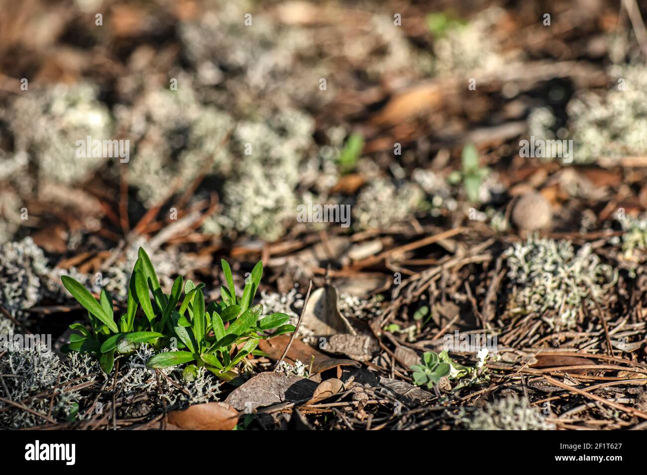 Close-up photograph of the undergrowth in Sardinia Stock Photo - Alamy