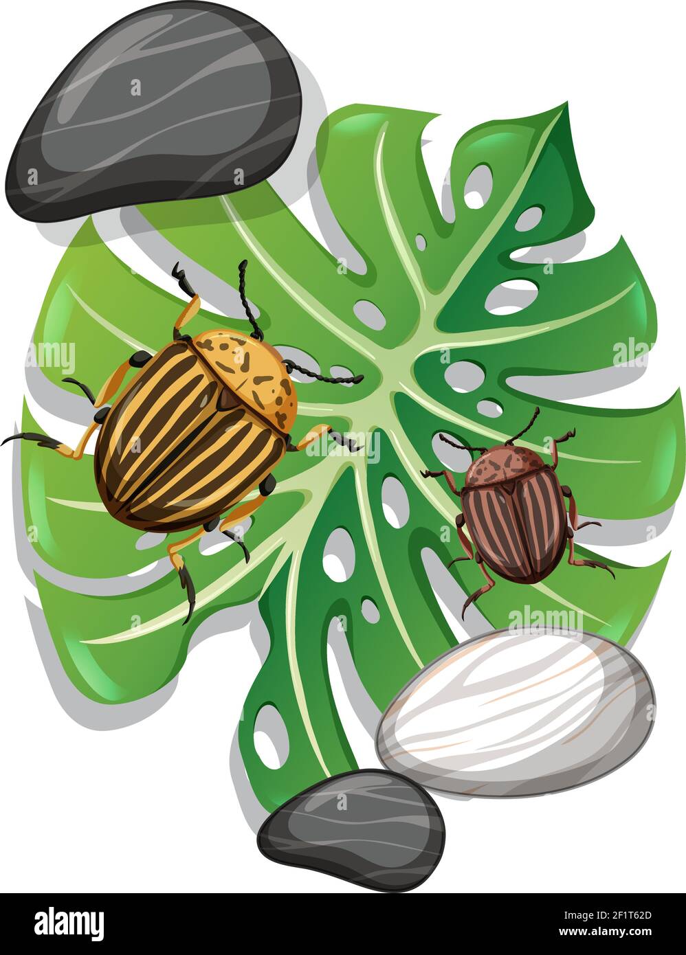 Top view of insect on monstera leaf isolated illustration Stock Vector ...