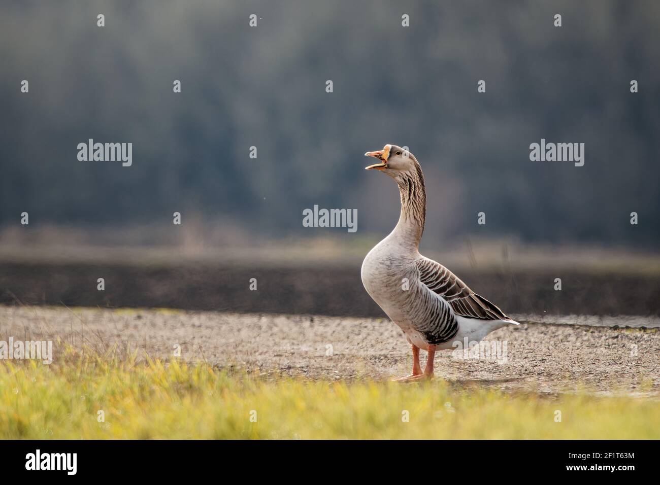 A closeup shot of a gray goose during the daytime Stock Photo - Alamy