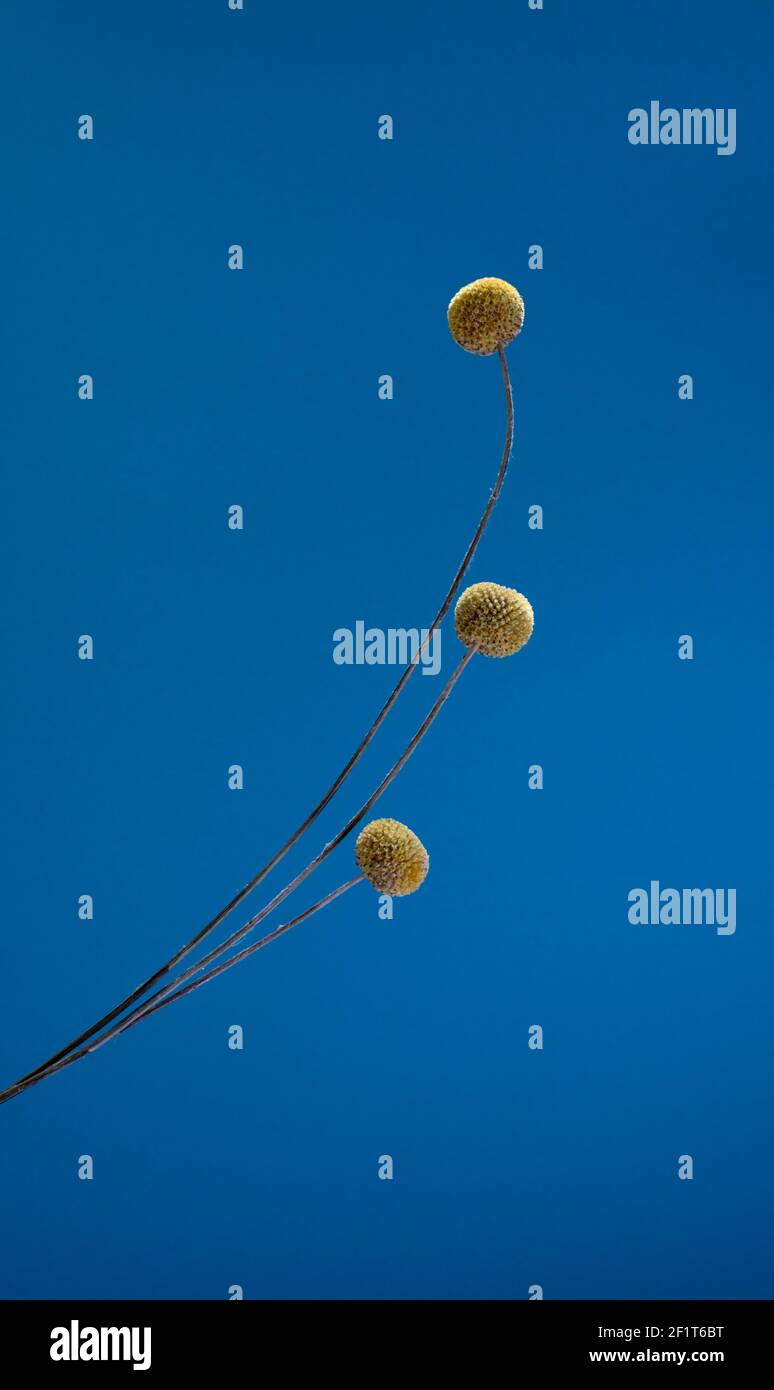 Woolly bulb hi-res stock photography and images - Alamy