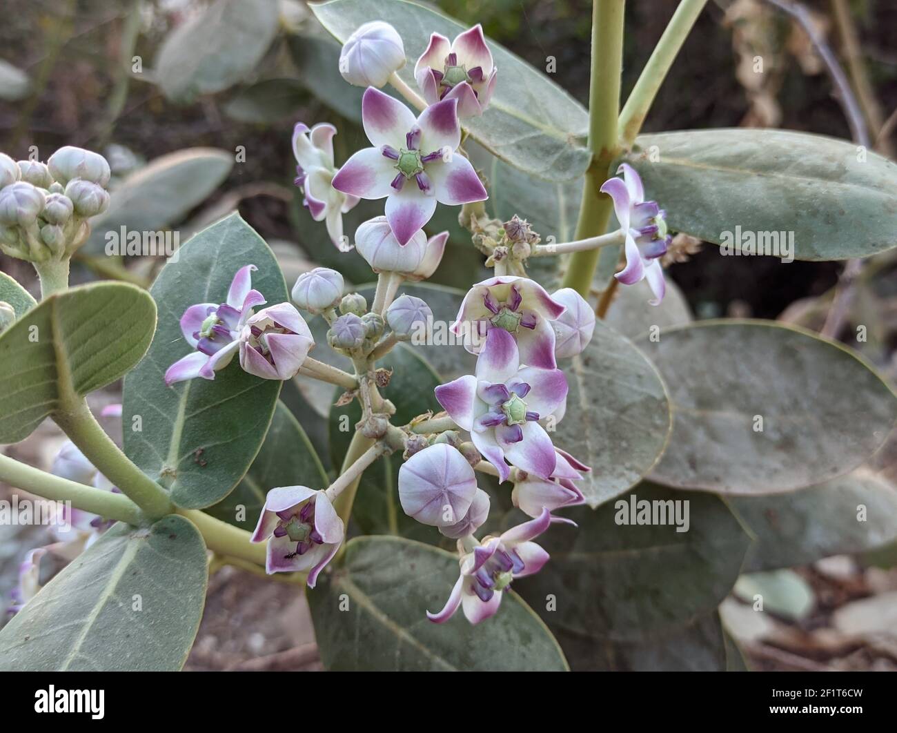 A closeup of purple flowers of Calotropis procera plant in a garden ...