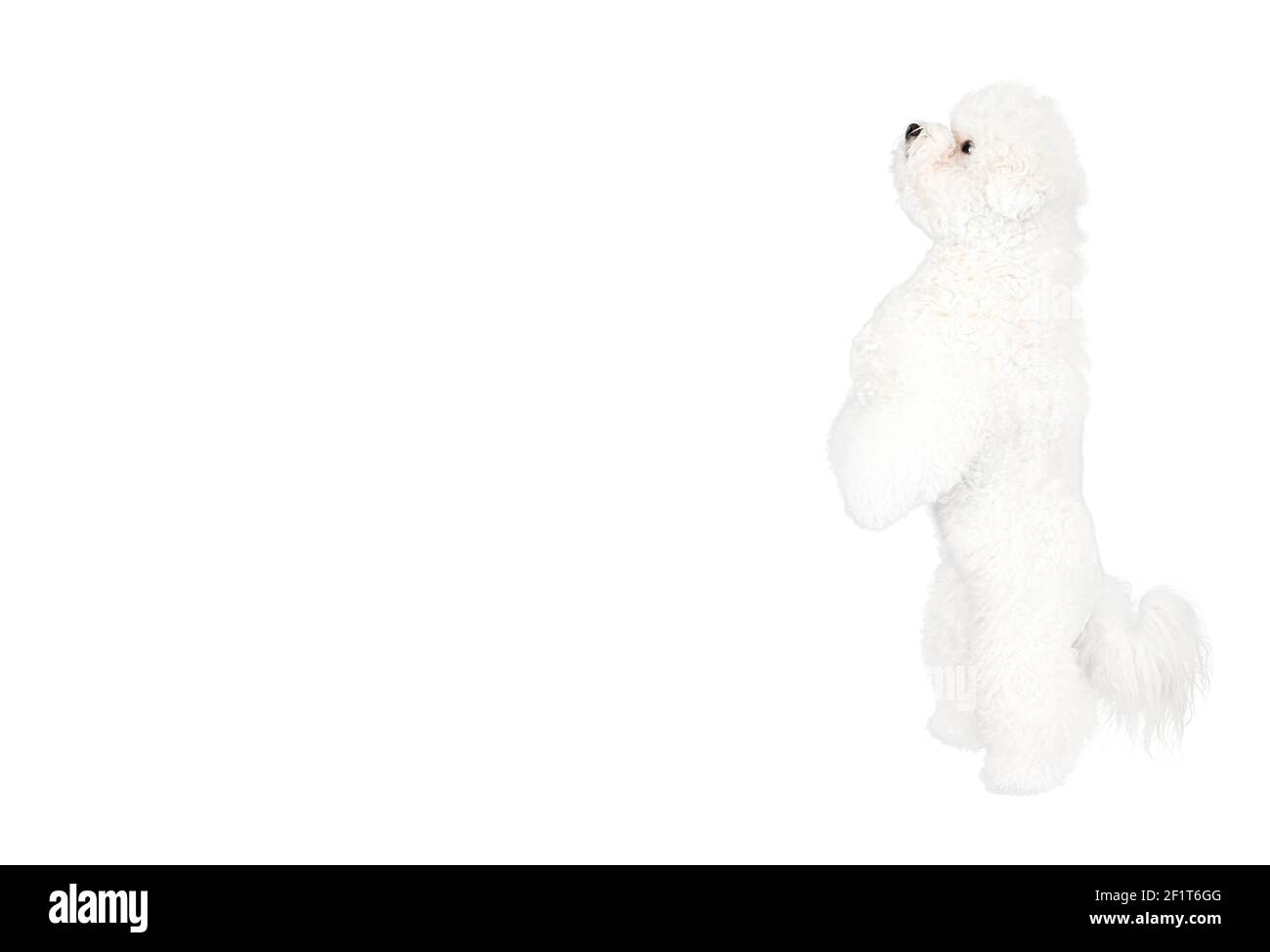 Side view of a fluffy Bichon Frise dog posing straight up against a ...