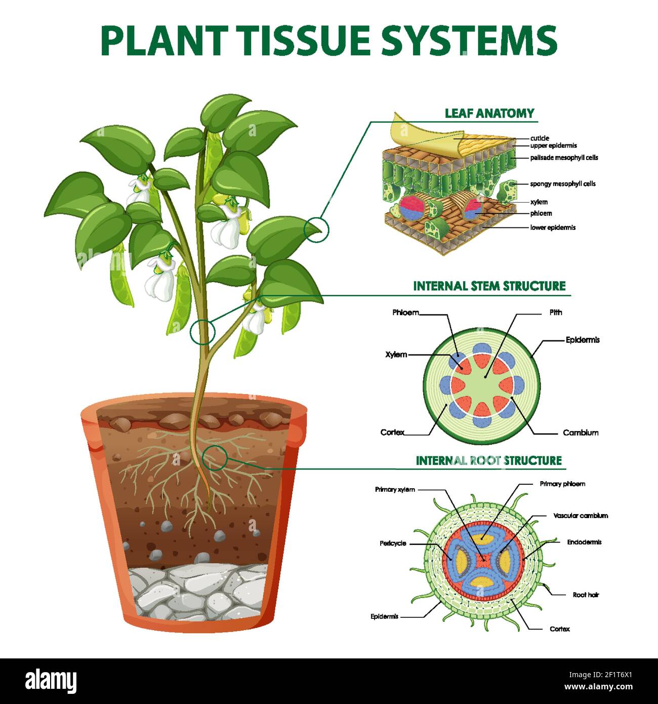 Diagram showing Plant Tissue Systems illustration Stock Vector Image ...