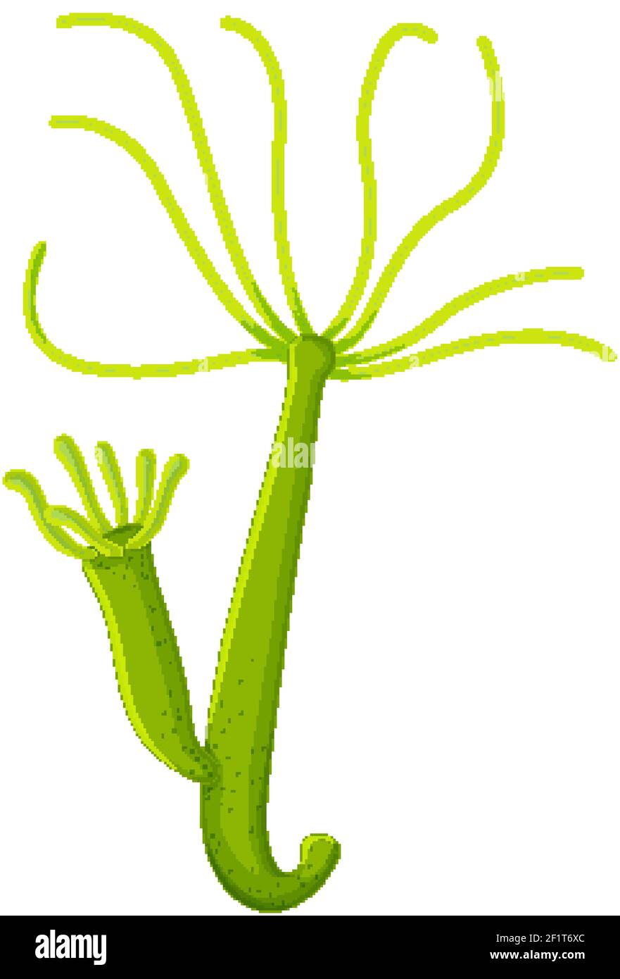 Freshwater hydra isolated white background illustration Stock Vector ...