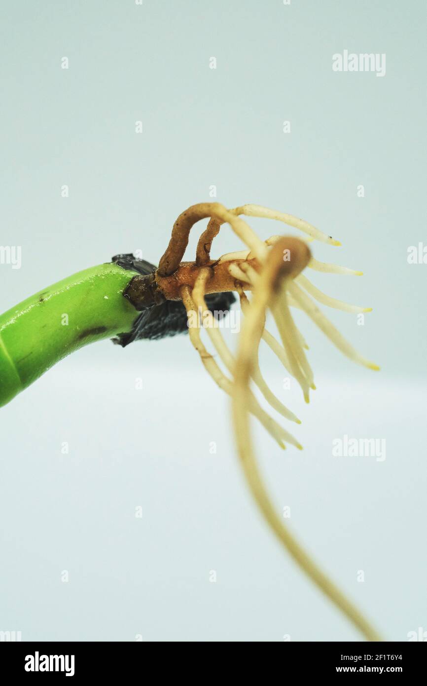 A selective focus shot of a plant short root on a white background ...
