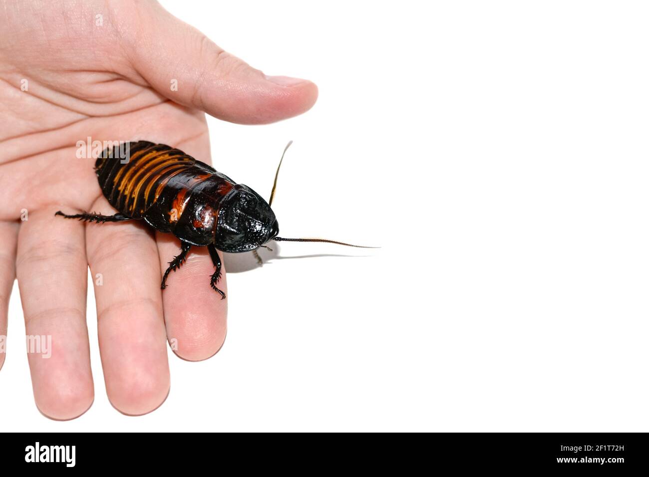 Beautiful huge Madagascar Hissing Cockroach crawls on human hand Stock ...