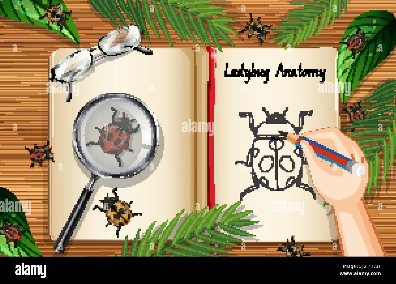 A doodle drawing of ladybug anatomy illustration Stock Vector Image ...