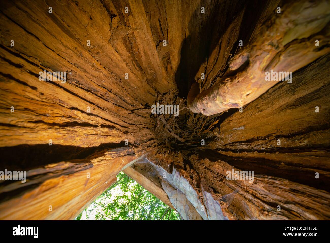 Inside of a tree. Tree xylems. Tree water transport. Dead tree ...