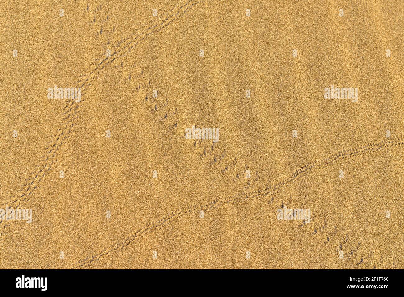 Animal tracks in sand, Death Valley, California Stock Photo - Alamy