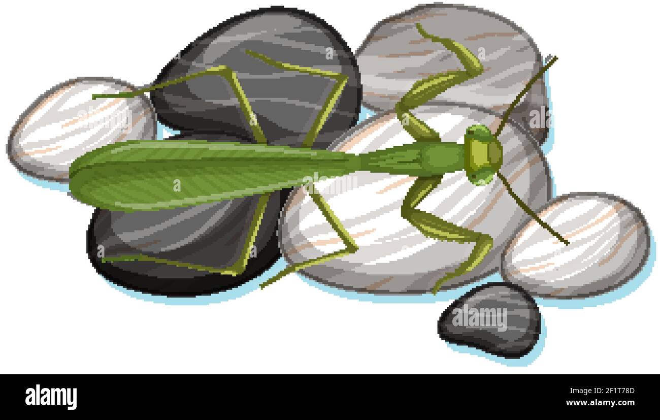 Top view of mantis on a stone on white background illustration Stock ...