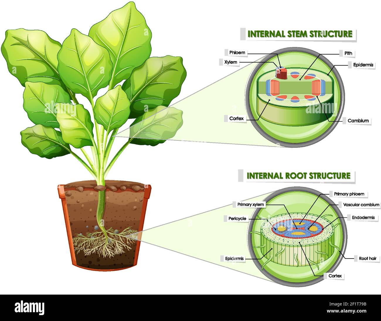 Diagram showing stem and root structure illustration Stock Vector Image ...