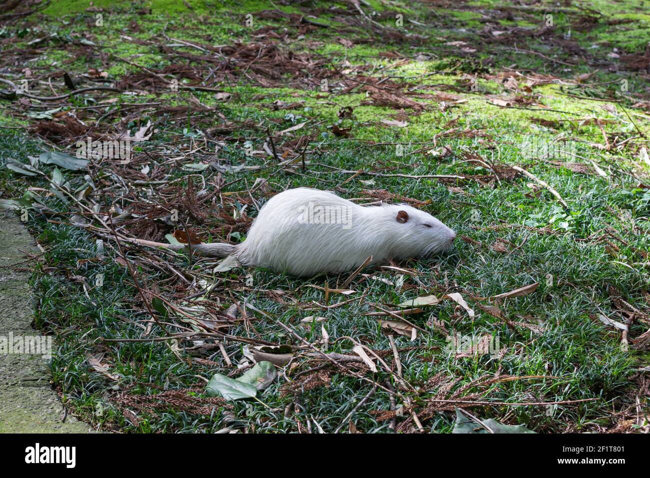 white muskrat resting on the grass in the park Stock Photo - Alamy