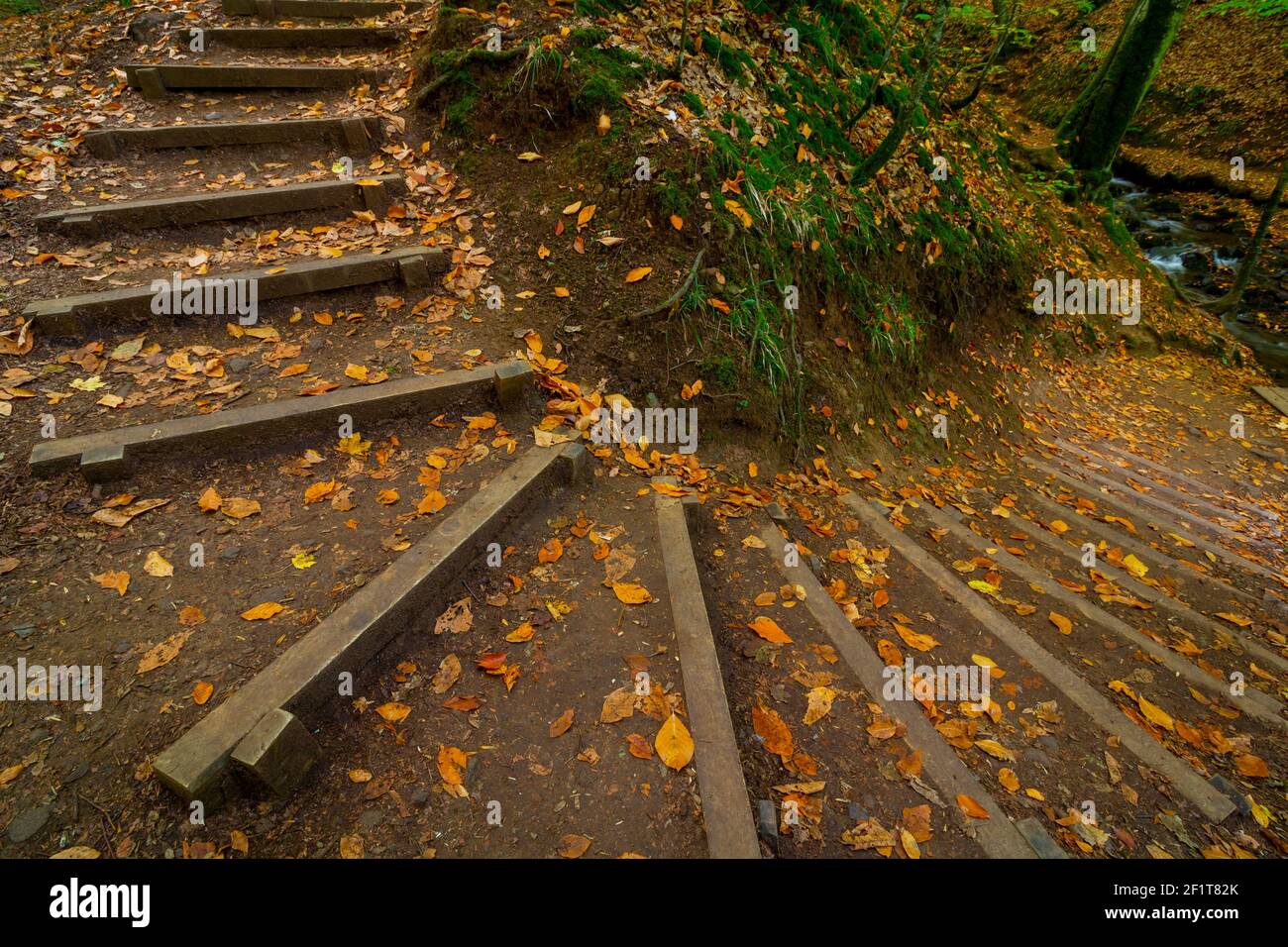 Stairs in the forest made with woods. Ecologycal stairs in the forest ...