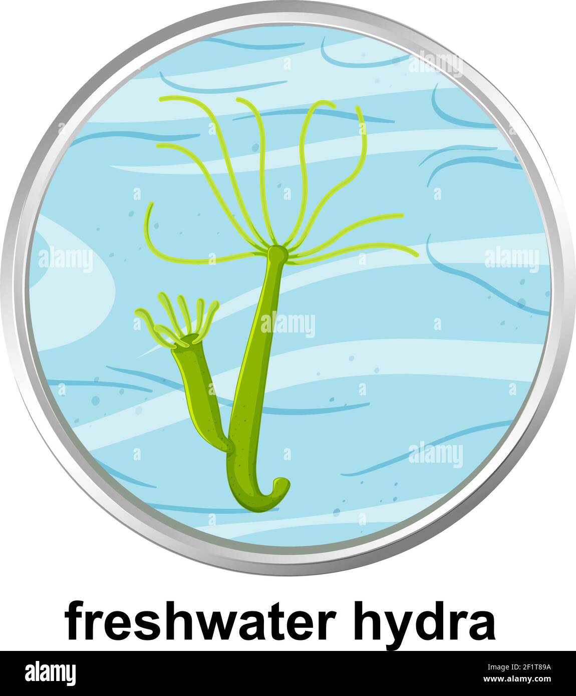 Hydra microscope hi-res stock photography and images - Alamy