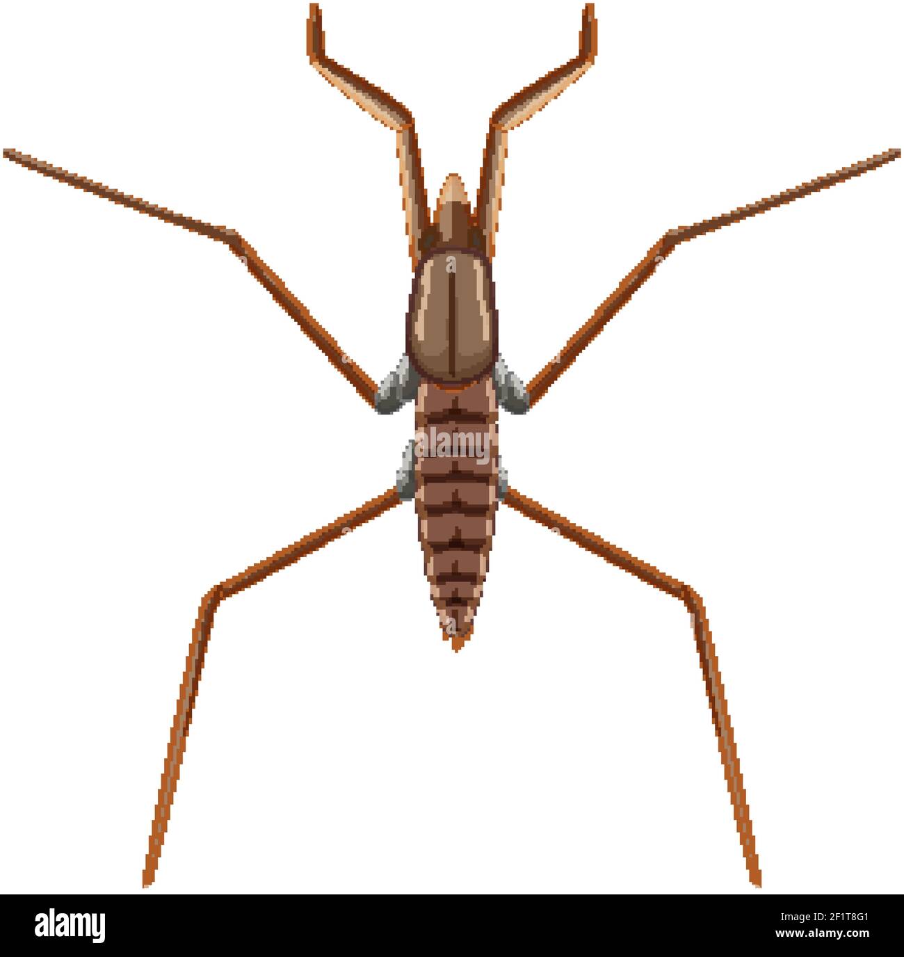 Pond skater beetle isolated on white background illustration Stock ...