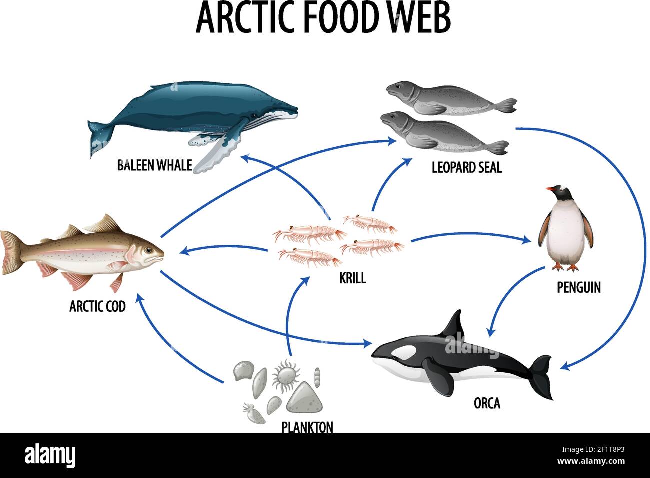 Penguin Food Chain Diagram Penguins – Australian Antarctic Program