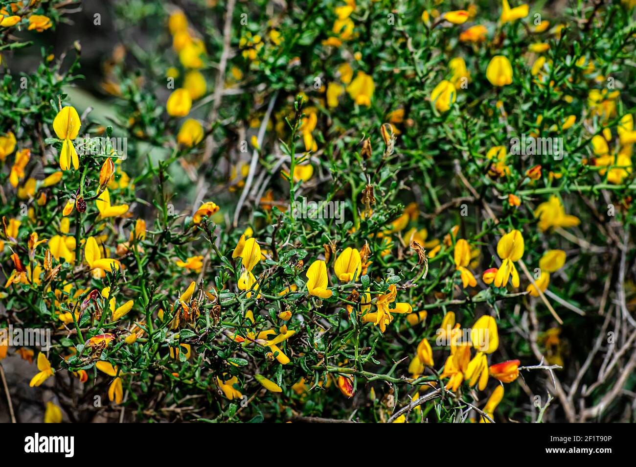 Wild Broom in Bloom Macro Photography Sardinia Stock Photo - Alamy
