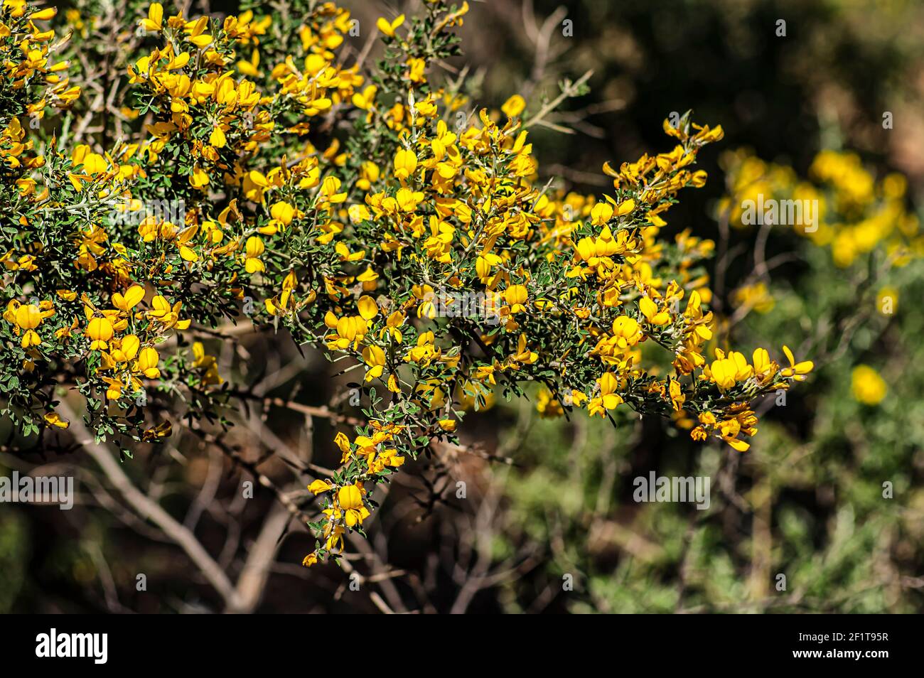 Wild Broom in Bloom Macro Photography Sardinia Stock Photo - Alamy
