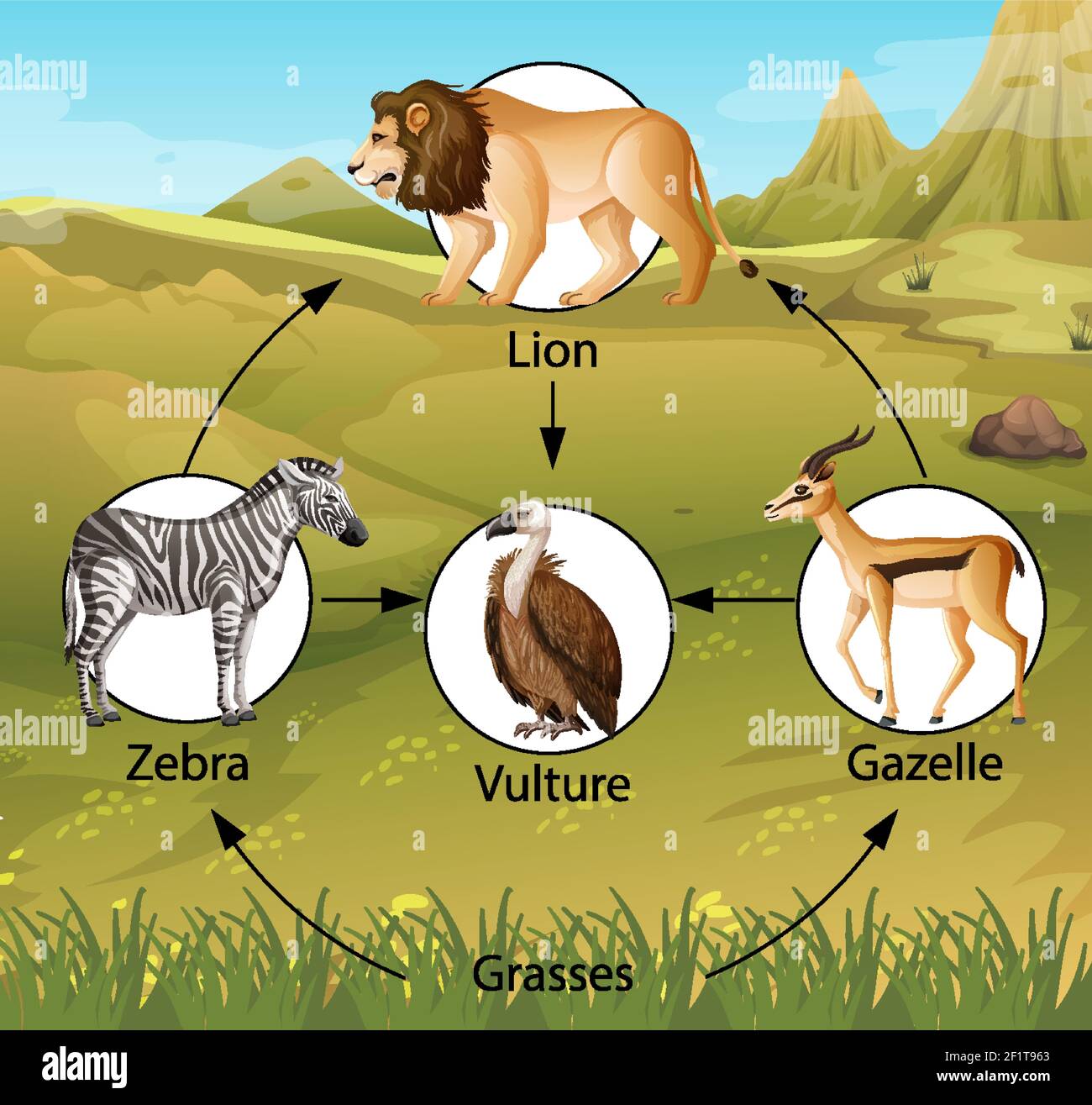 Education poster of biology for food chains diagram illustration Stock ...