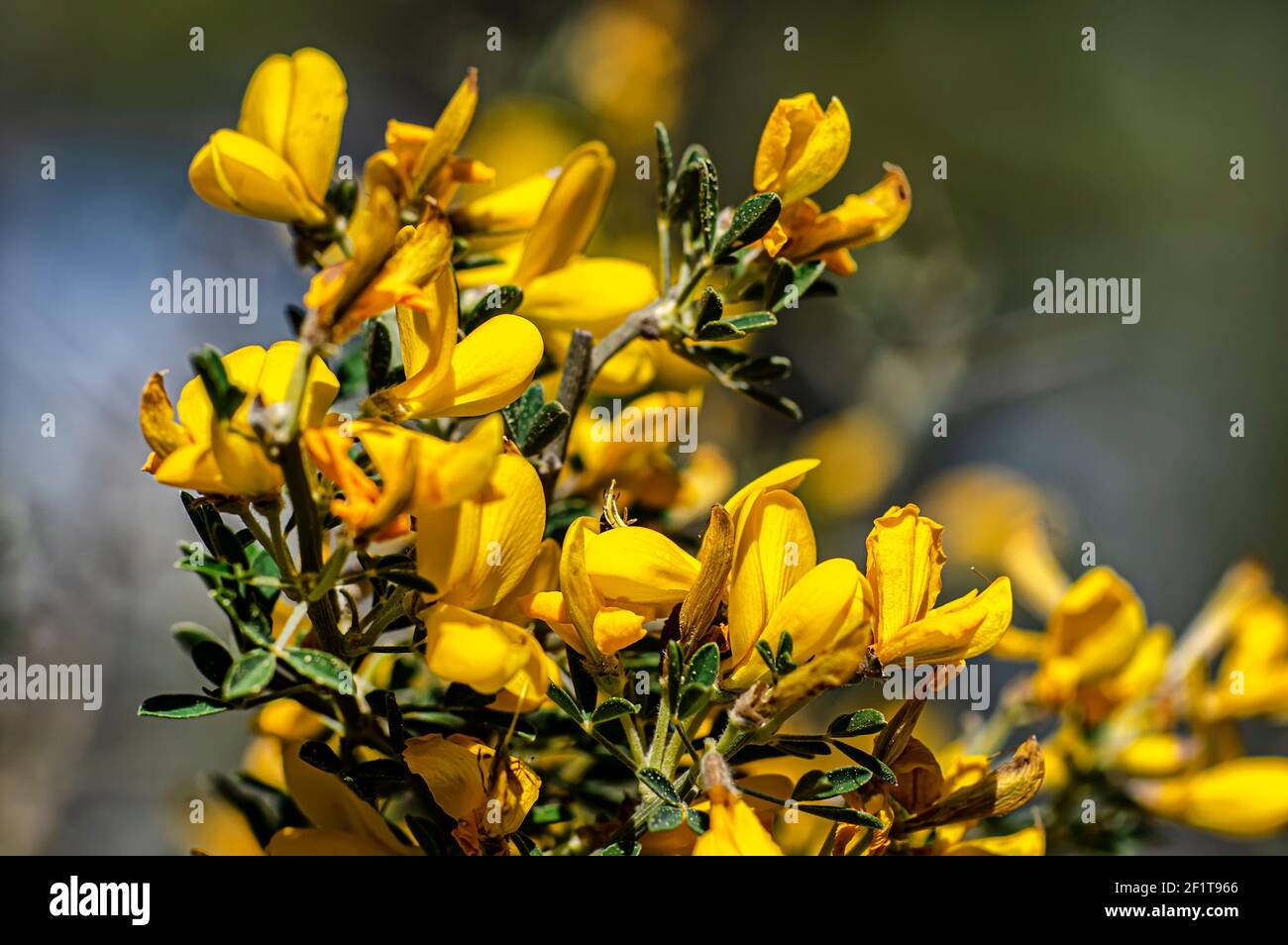 Broom in bloom hi-res stock photography and images - Alamy