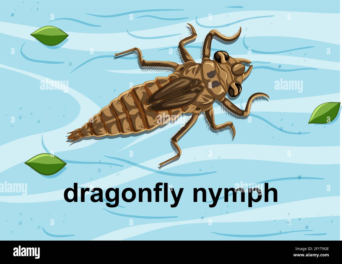 Top view of dragonfly nymph on the water illustration Stock Vector ...