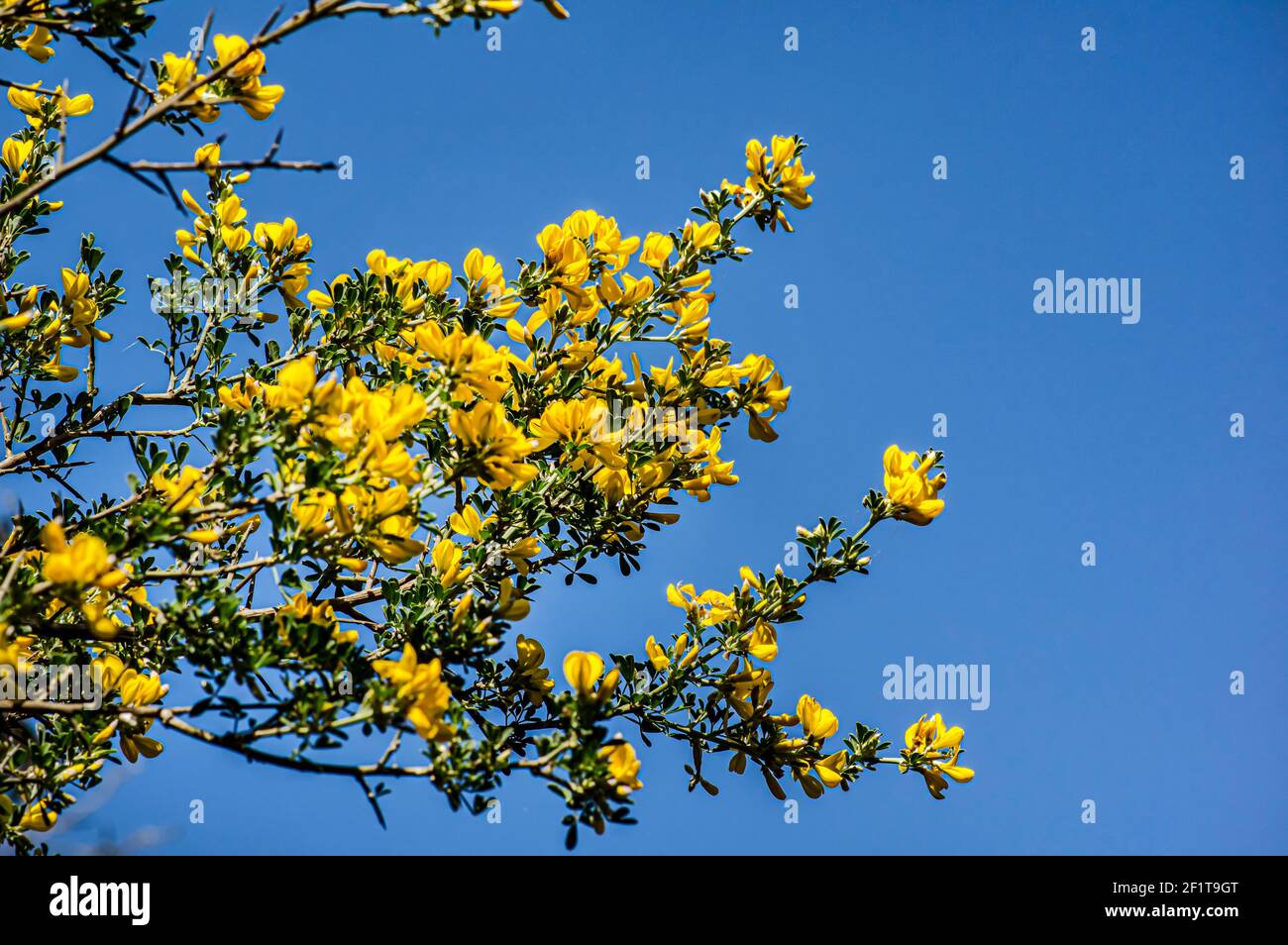 Wild Broom in Bloom Macro Photography Sardinia Stock Photo - Alamy