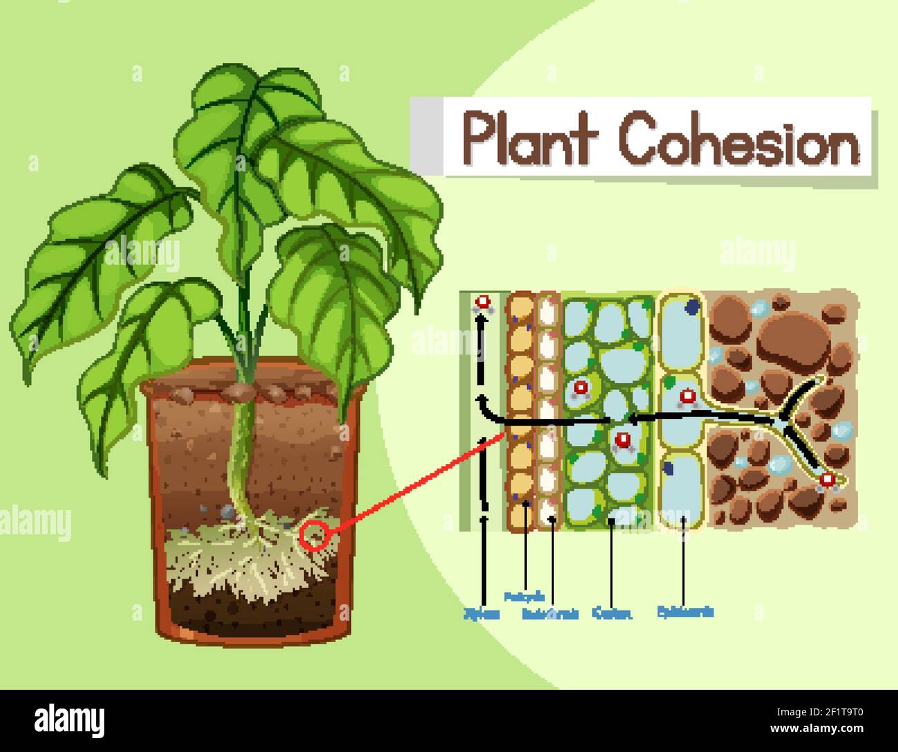 Diagram showing Plant Cohesion illustration Stock Vector Image & Art ...