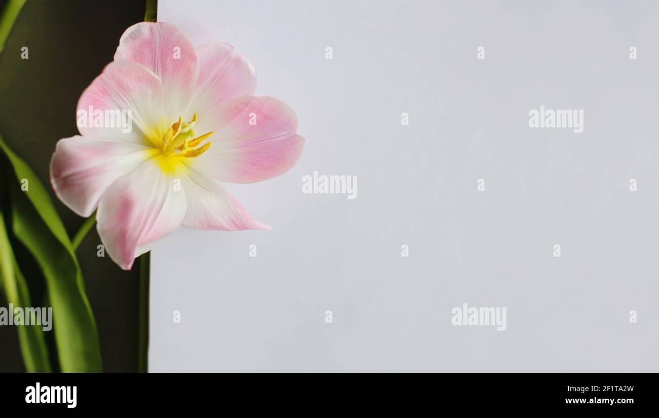 Mockup with white blank sheet and open bud tulip flower Stock Photo - Alamy