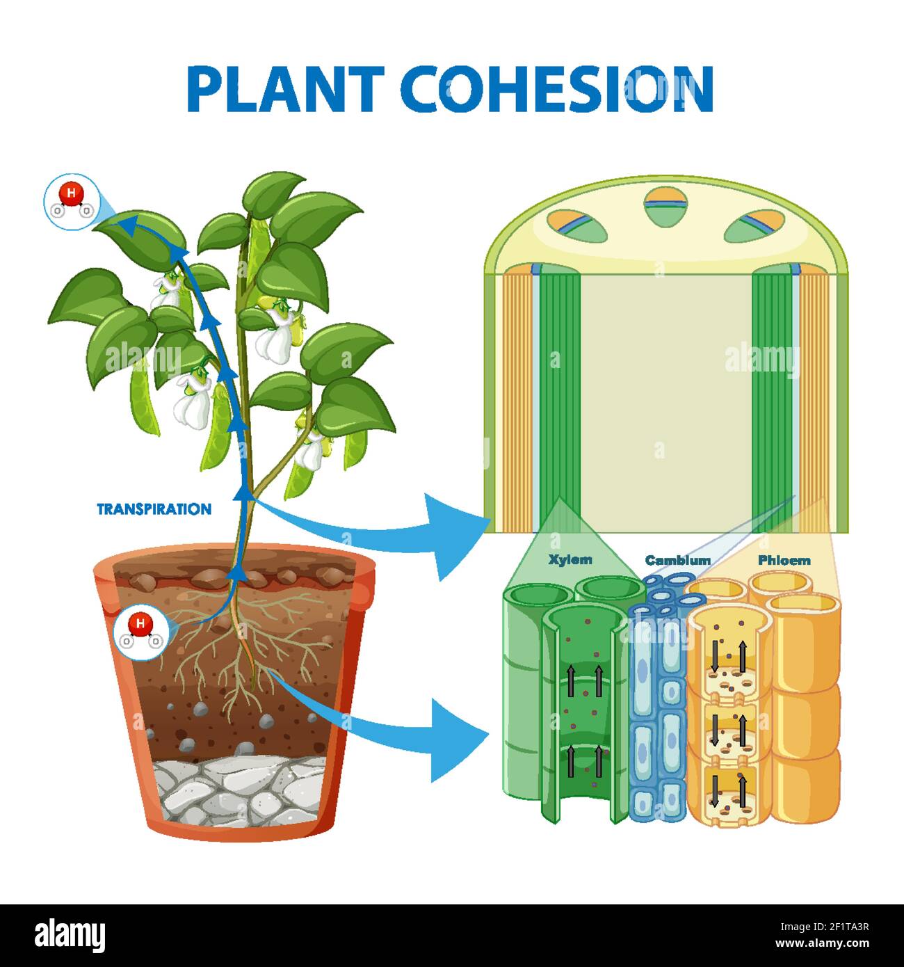 Diagram showing Plant Cohesion illustration Stock Vector Image & Art ...