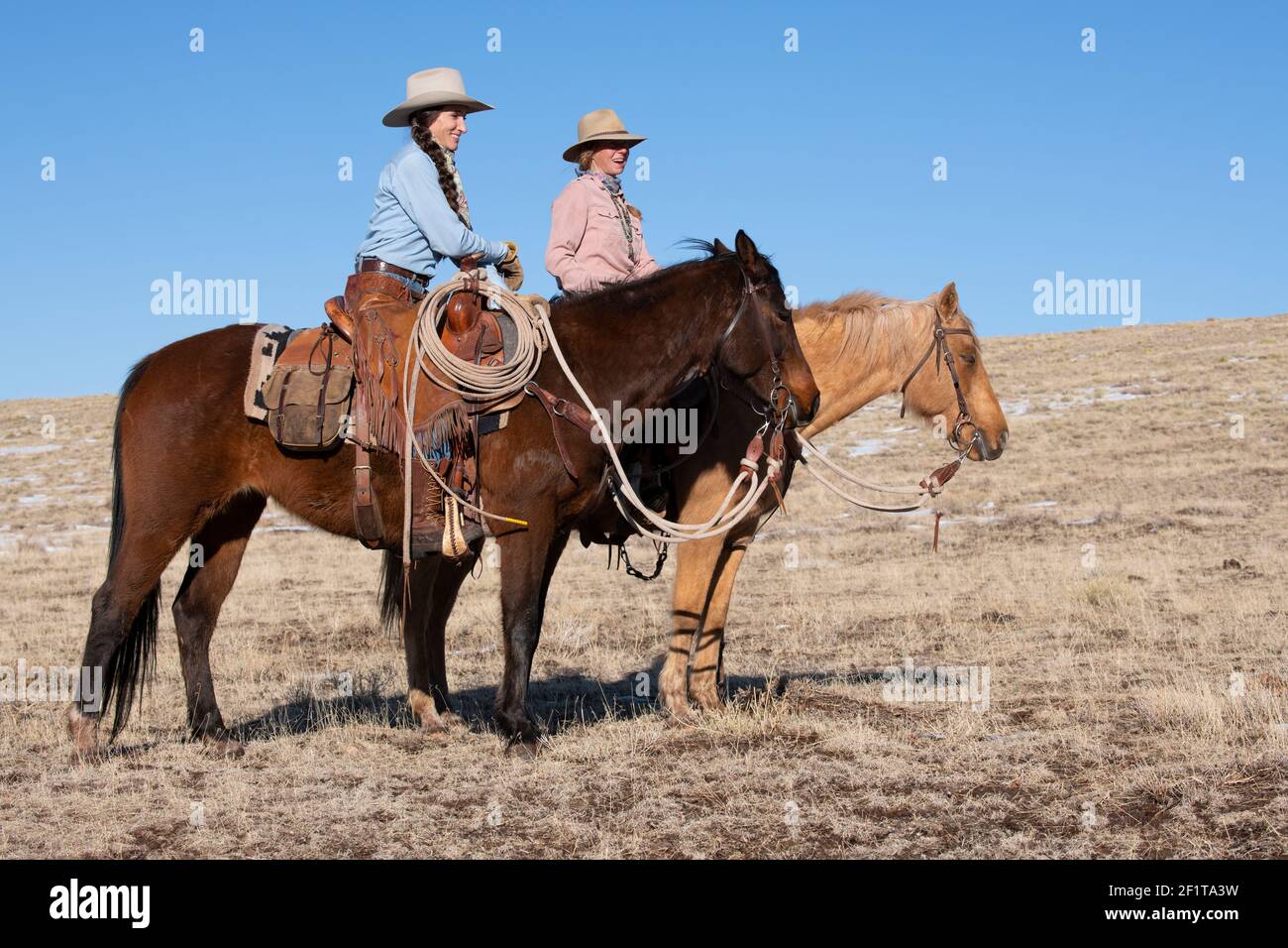 Palomino female hi-res stock photography and images - Alamy
