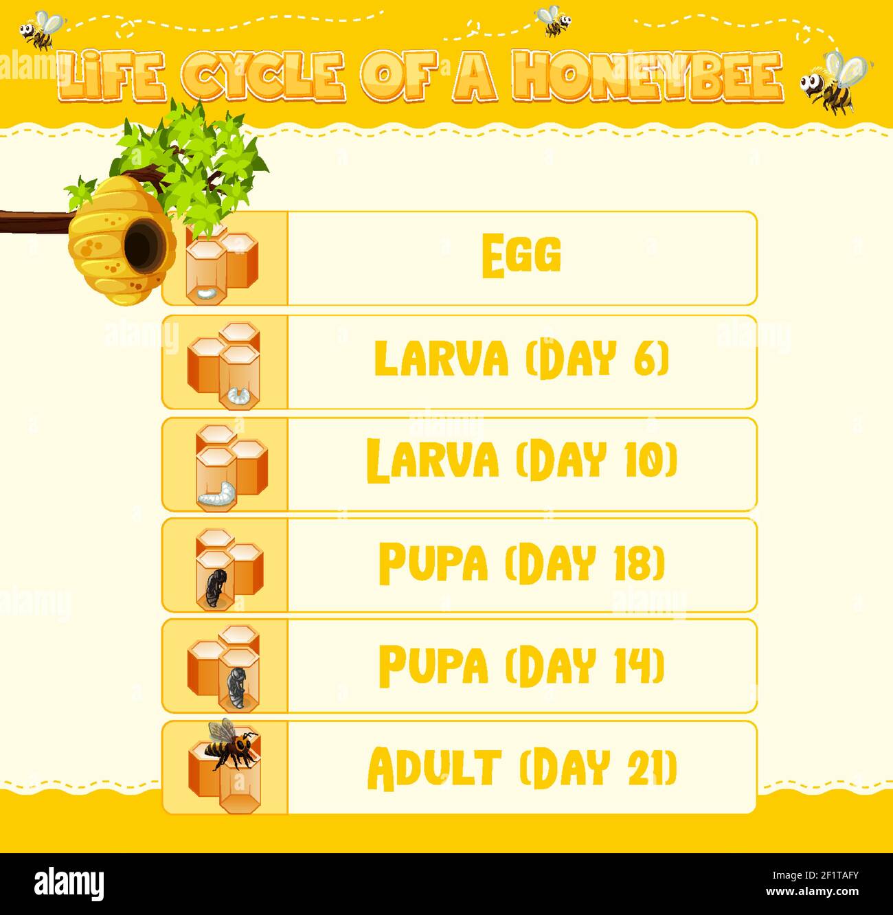 Diagram showing life cycle of Honey Bee illustration Stock Vector Image ...
