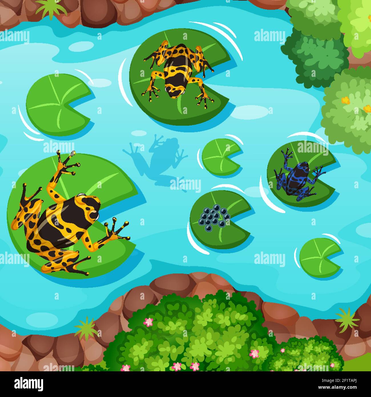 Aerial scene with exotic frogs and lotus leaves in the pond ...