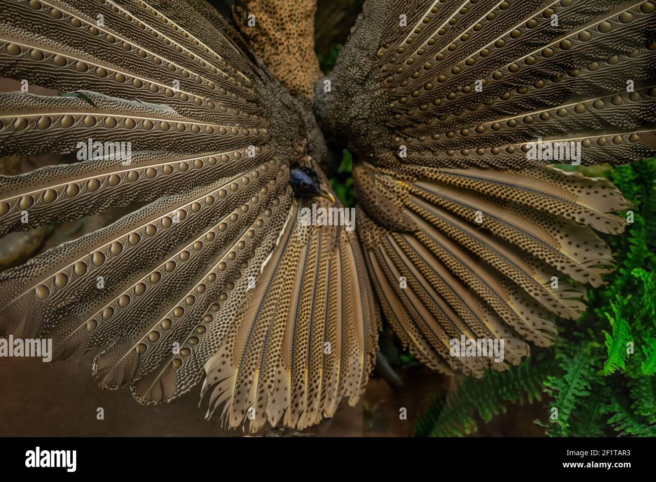Male pheasant Argusianus argus spreads its wings during courtship ...