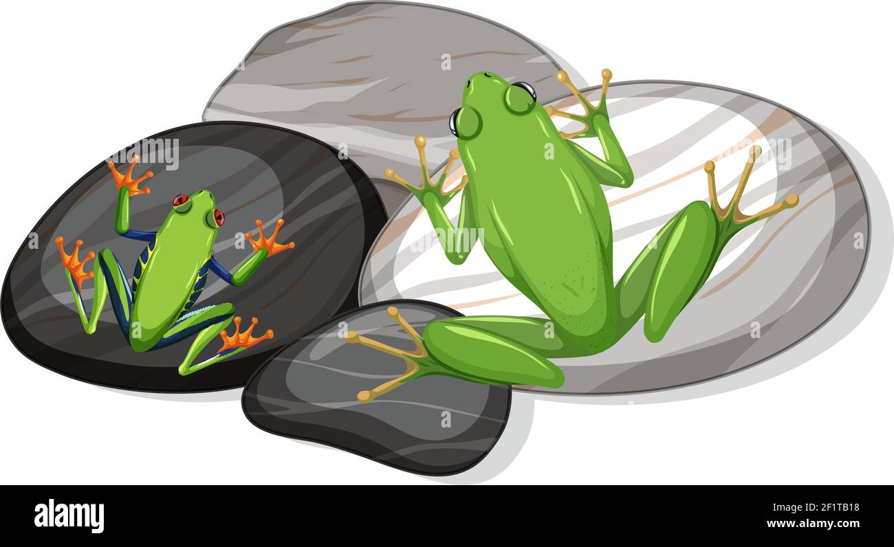 Top view of exotic green frogs on stones leaf isolated illustration ...