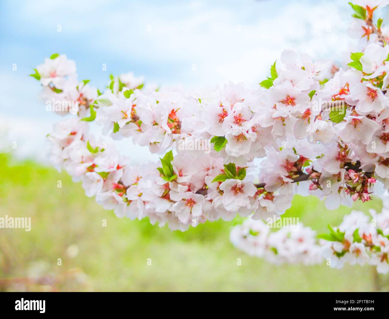 Beautiful cherry blossoms in spring, pink sakura petals Stock Photo - Alamy