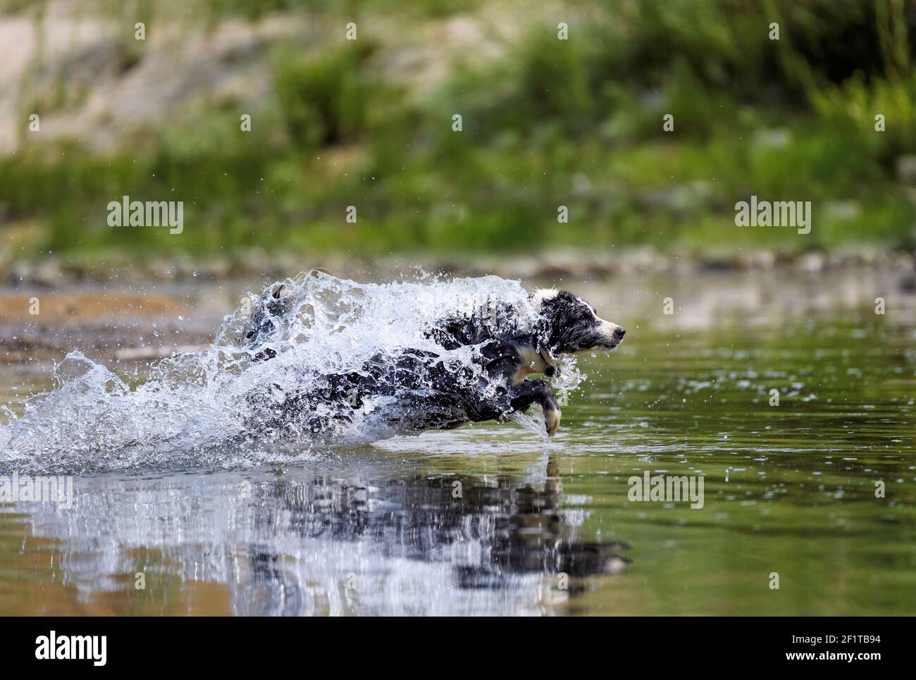 Border Collie Chasing a Ball in the river Stock Photo - Alamy
