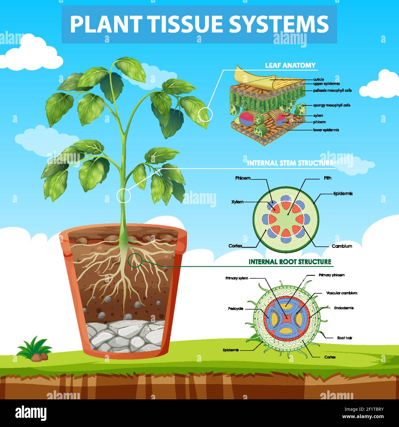 Diagram showing Plant Tissue Systems illustration Stock Vector Image ...