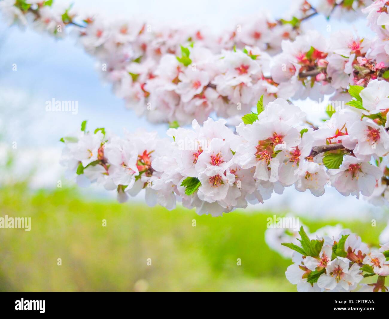 Japanese almond tree hi-res stock photography and images - Alamy