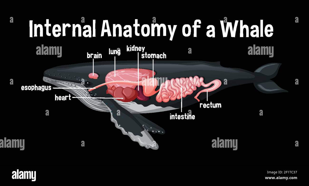 Internal Anatomy of a Whale with label illustration Stock Vector Image ...