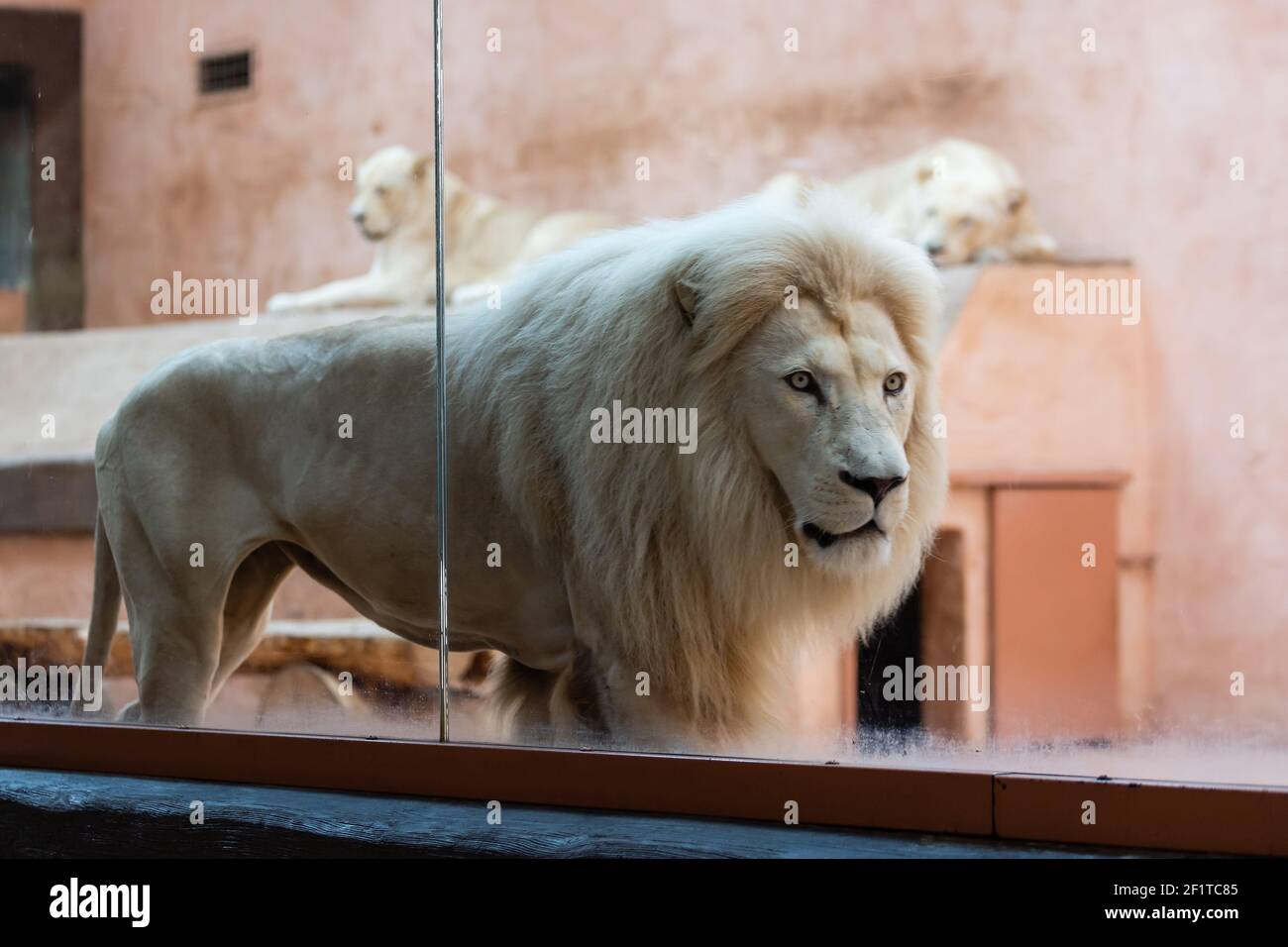 Caged lion portrait hi-res stock photography and images - Alamy