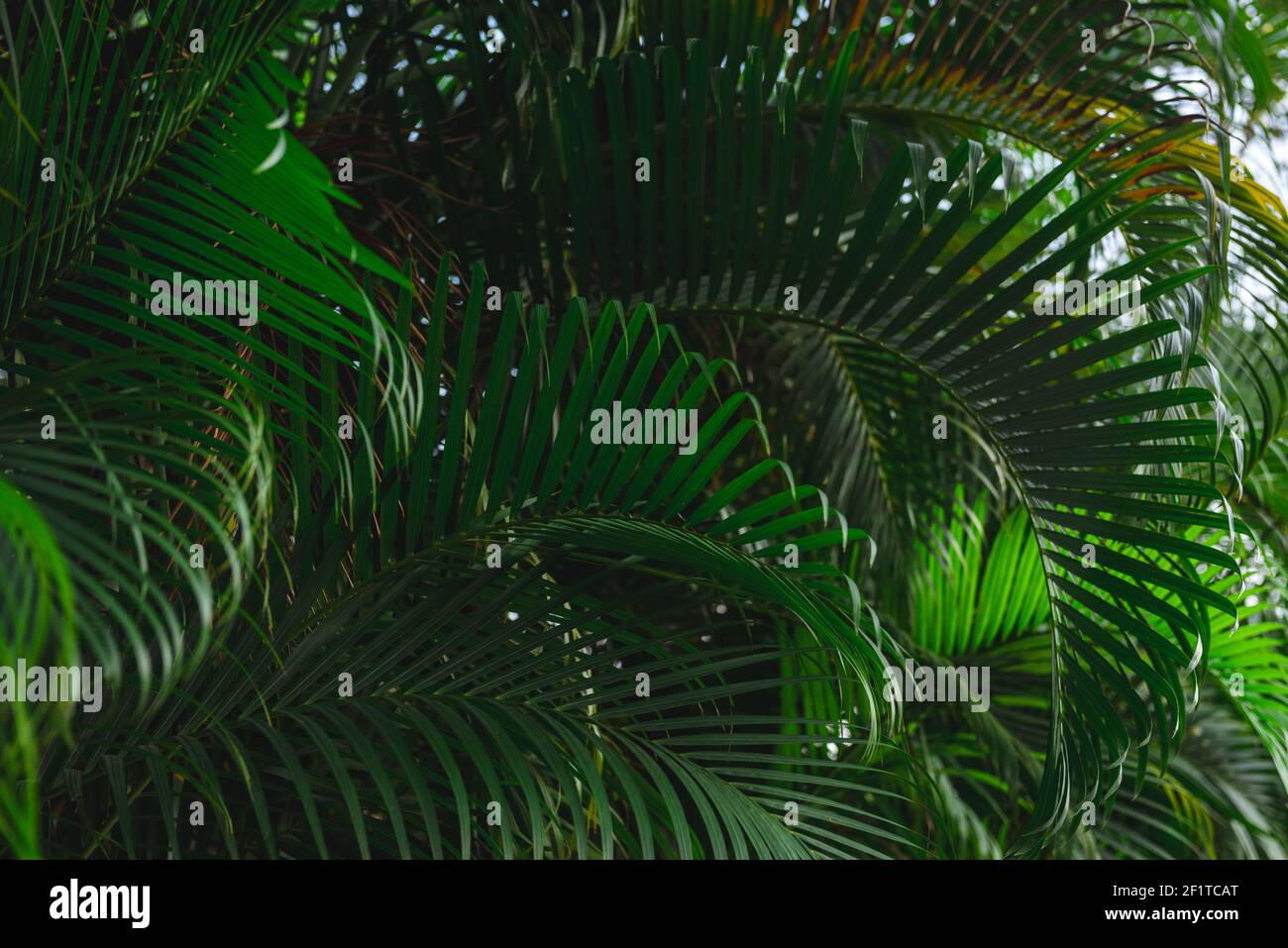 Tropical green palm plant background Stock Photo - Alamy