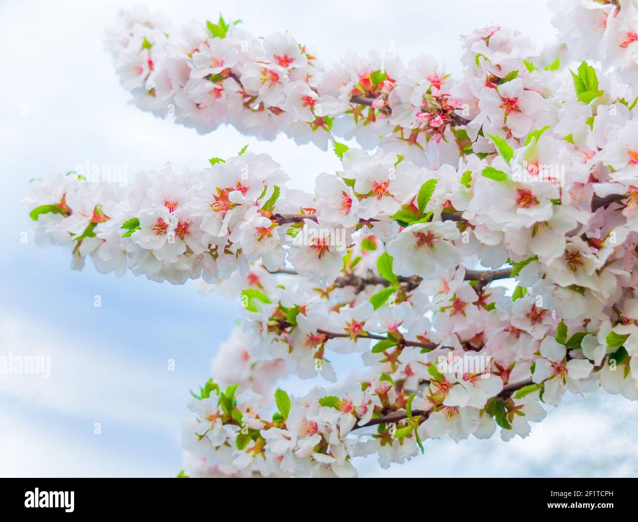 Beautiful cherry blossoms in spring, pink sakura petals Stock Photo - Alamy