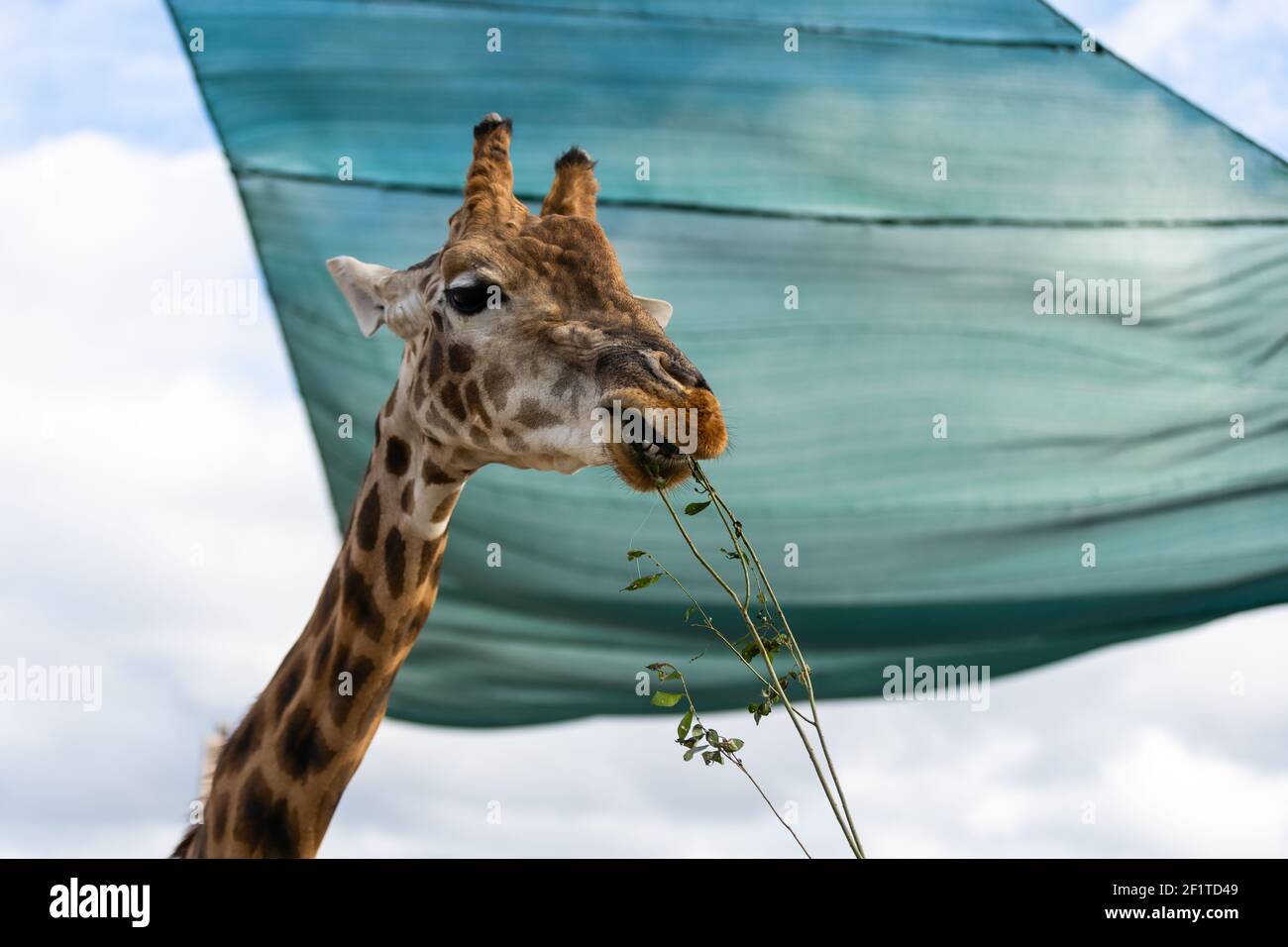 Zoo visitors feeding a giraffe from a raised platform Stock Photo - Alamy