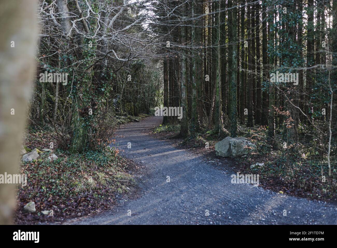 Scenery with a path into green, sunlit forest at springtime in Ireland ...