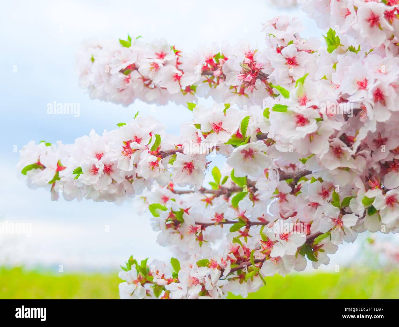 Sakura tree japan landscape hi-res stock photography and images - Alamy