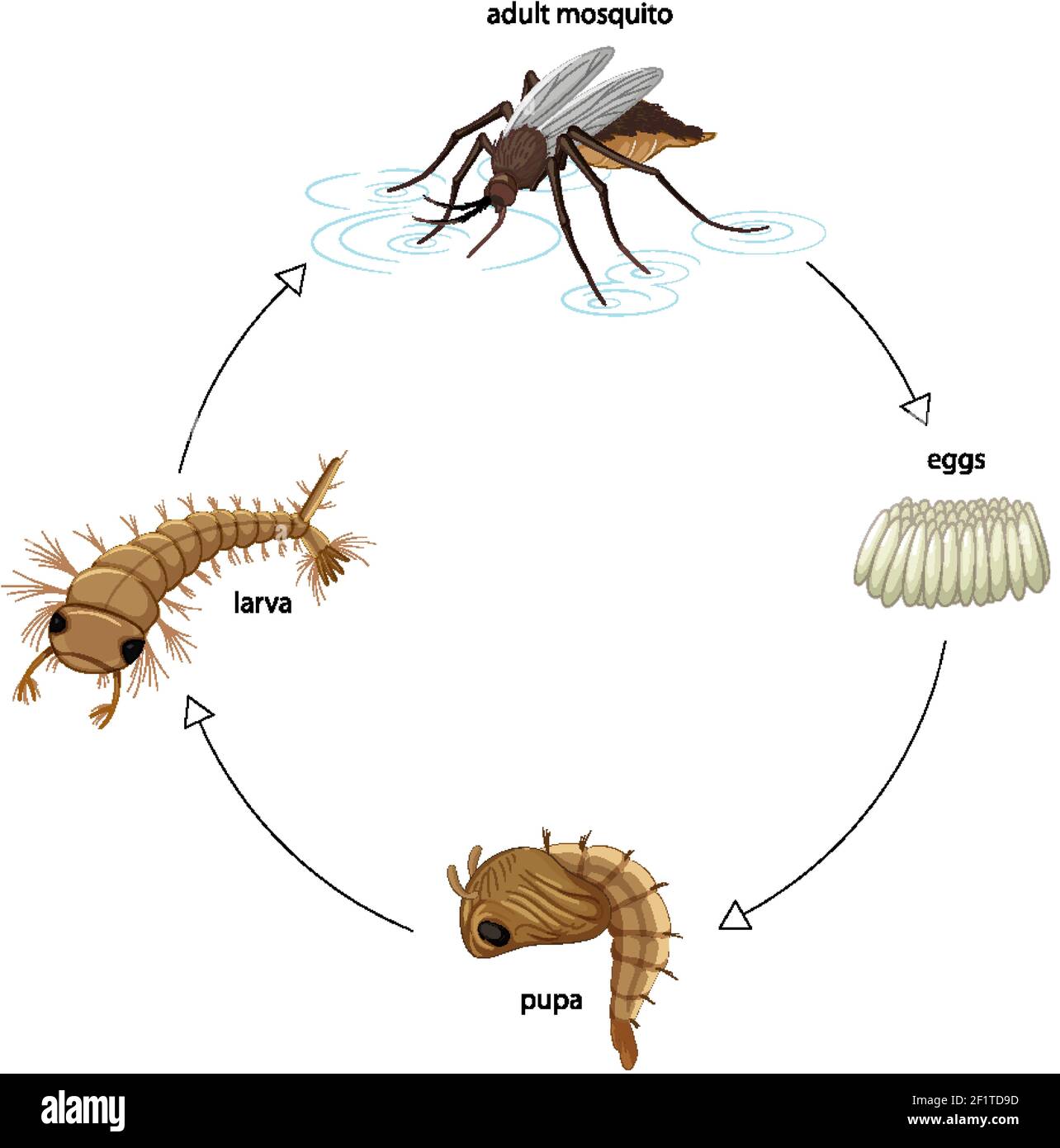Diagram showing mosquito life cycle on white background illustration Stock Vector Image & Art ...