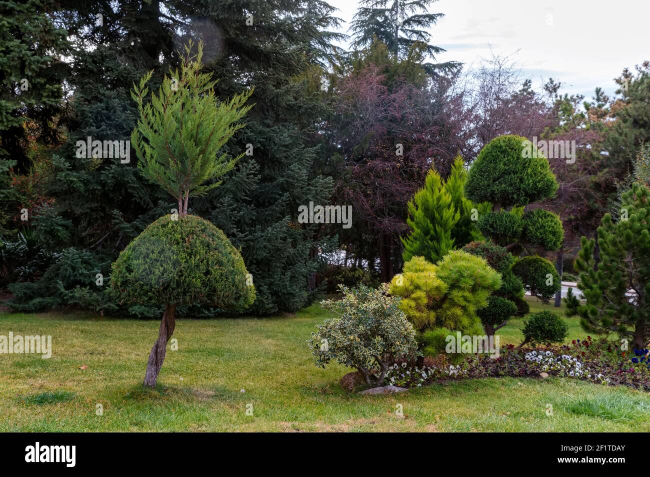 Decorative conifers in landscaping hi-res stock photography and images ...